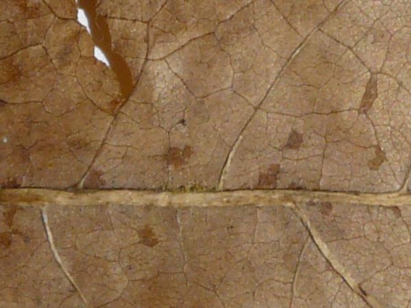 texture 0024 - Texturelib